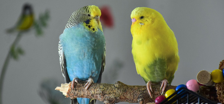 Hva trenger fuglen din | Nettdyret