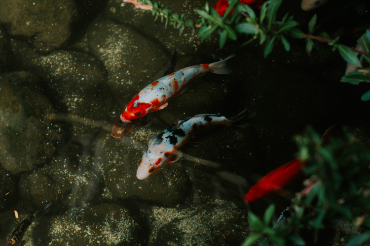 Fisk i hagedam | Nettdyret