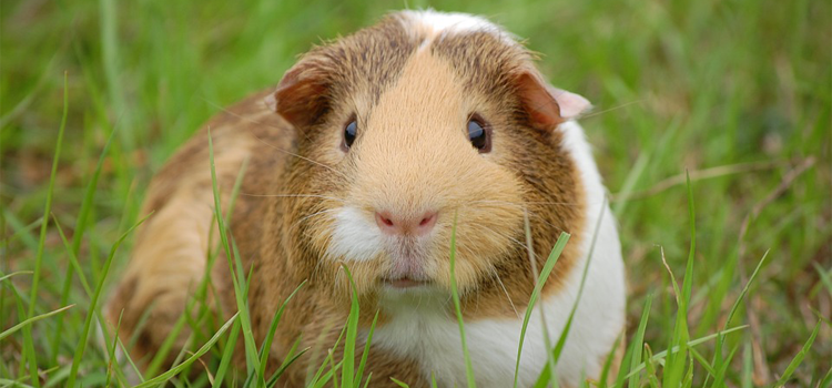 Å skaffe seg marsvin | Nettdyret