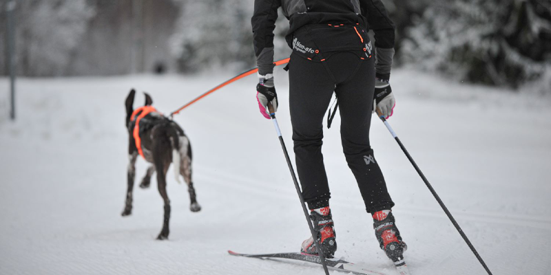 På skitur med hund | Nettdyret